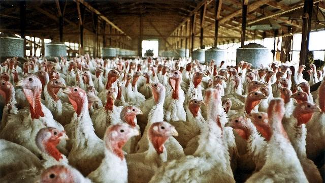 Comparing The Wild and Domesticated Turkey – Pens & Wrenches
